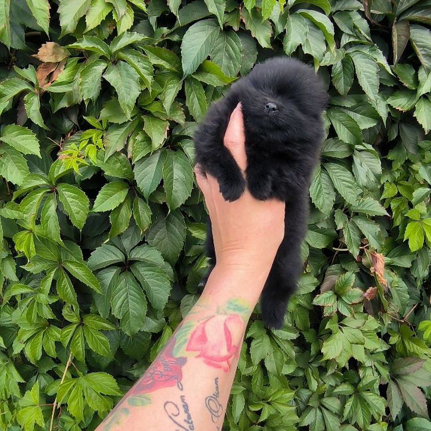 Уфа. Чернушки - мишки шпица