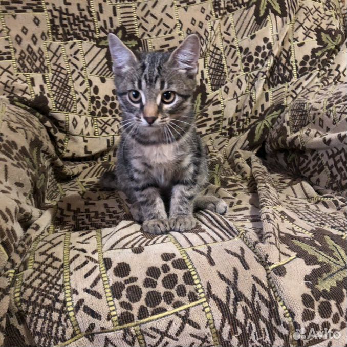 Котята, котенок, котик, кот