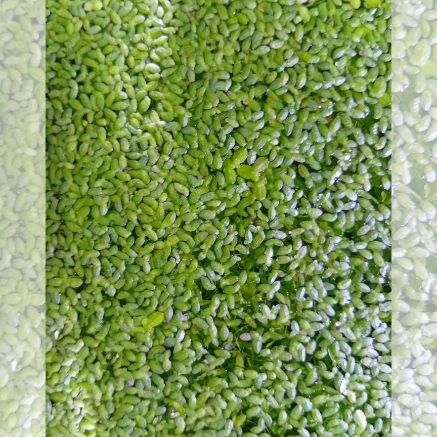 Аквариумные растения