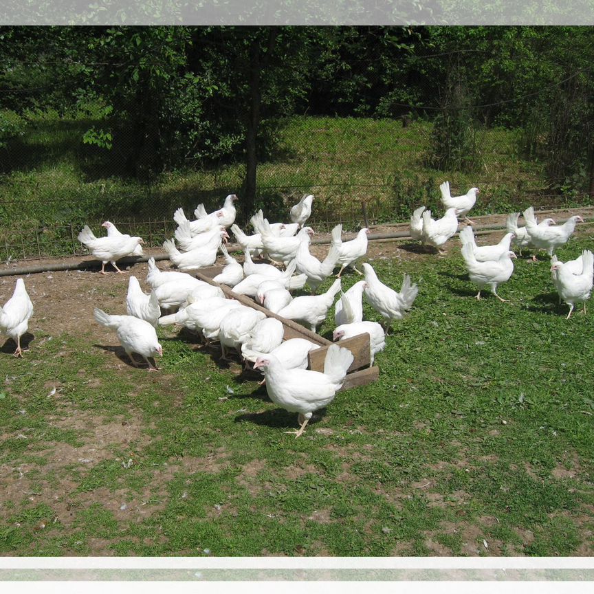 Куры несушки яичные