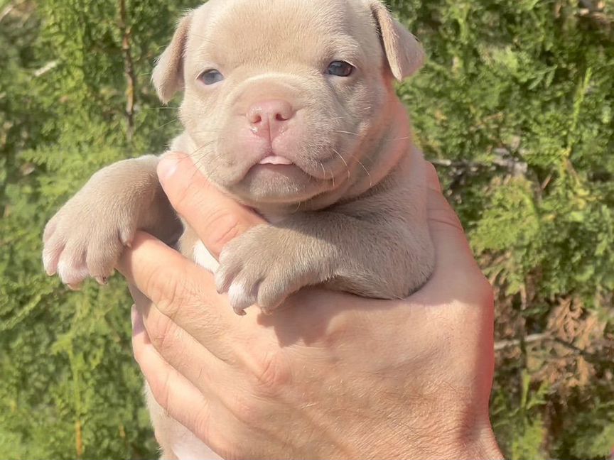 Девочка Американского Булли (Покет )