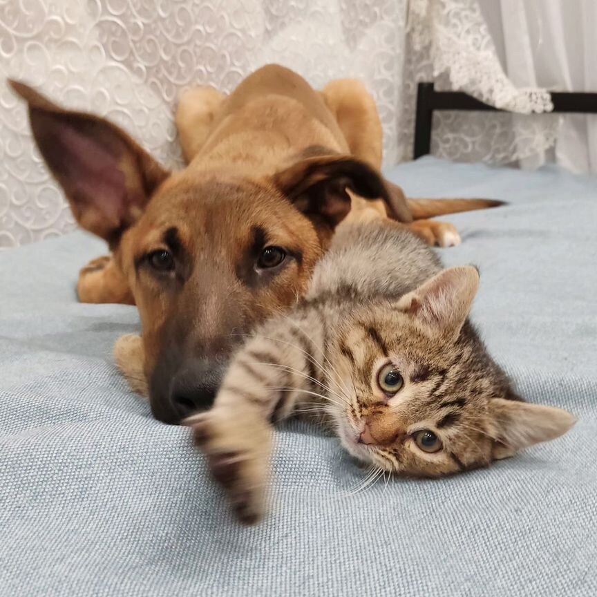 Щенок и котенок