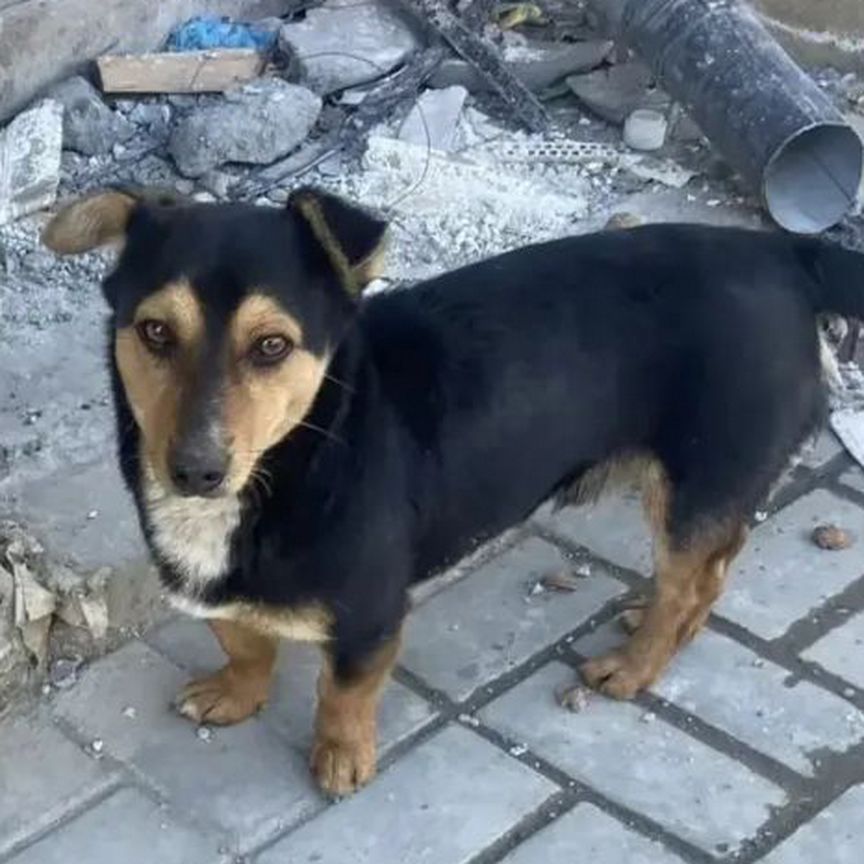 Взрослый пёс в добрые руки