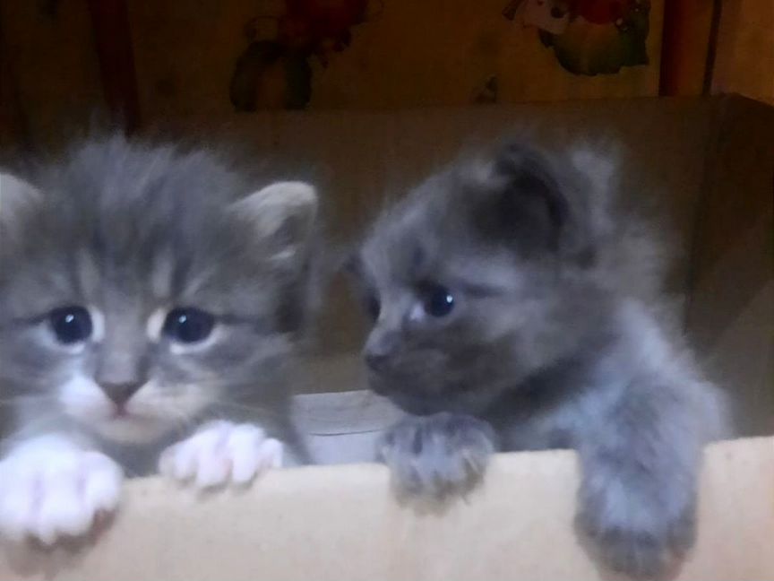Котята
