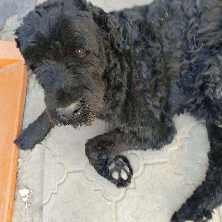 Вязка чёрный русский терьер