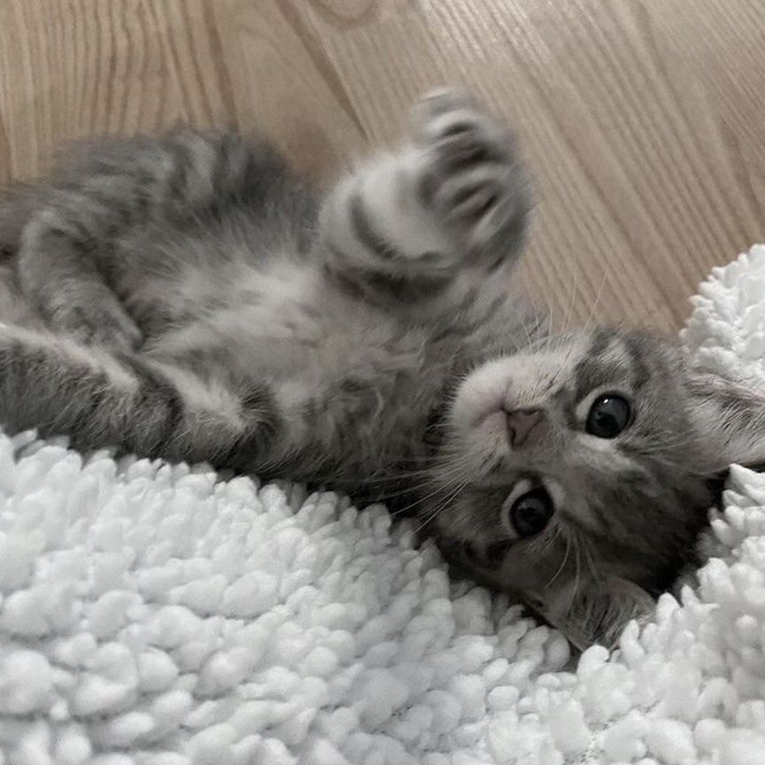 Котёнок в добрые руки