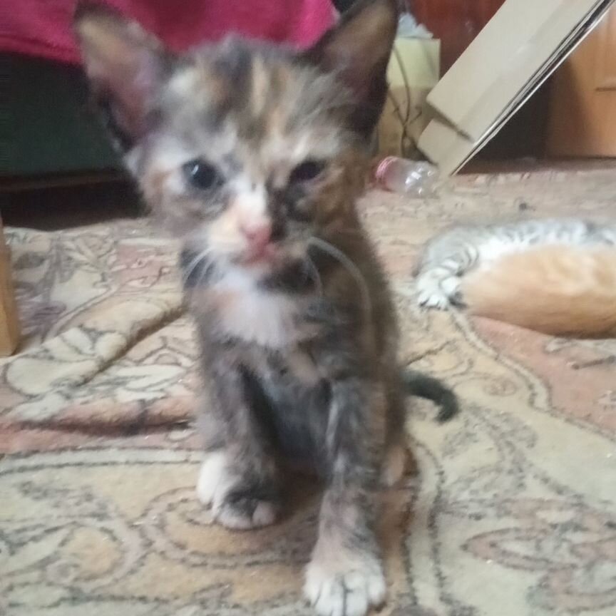 Продам котенка девочка