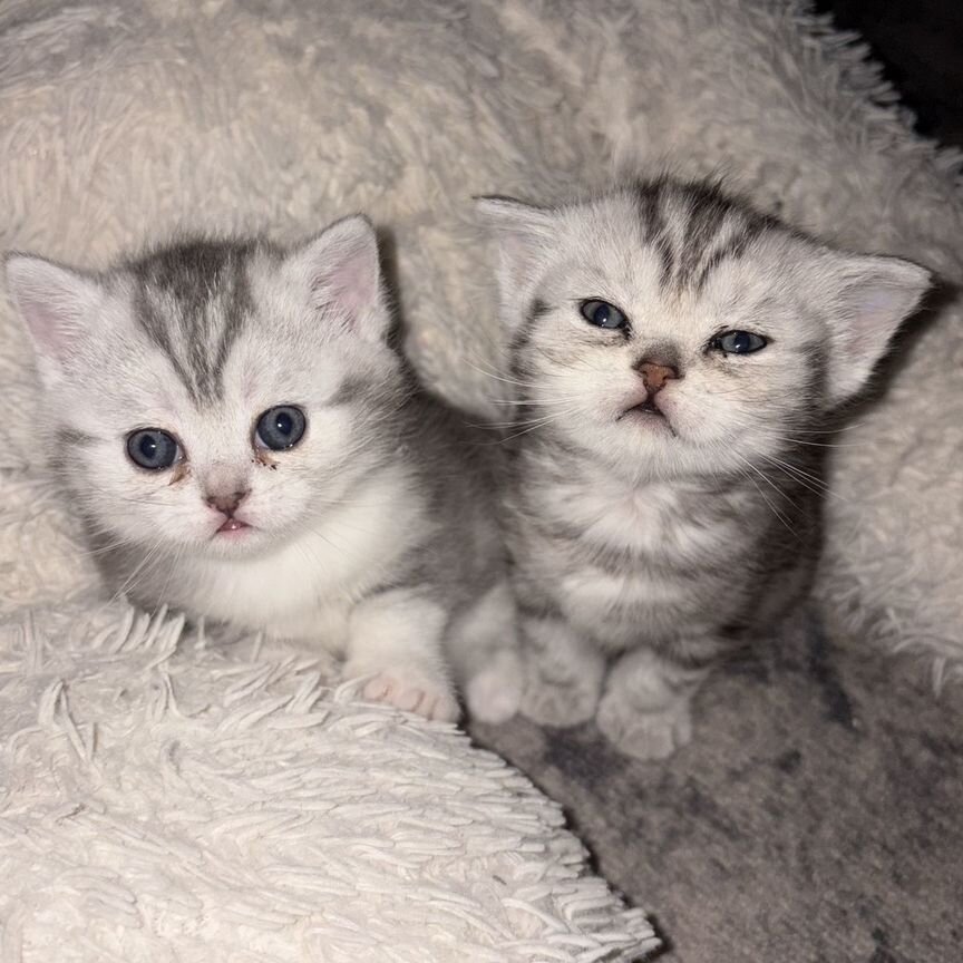 Шотландский прямоухий короткошёрстный котёнок