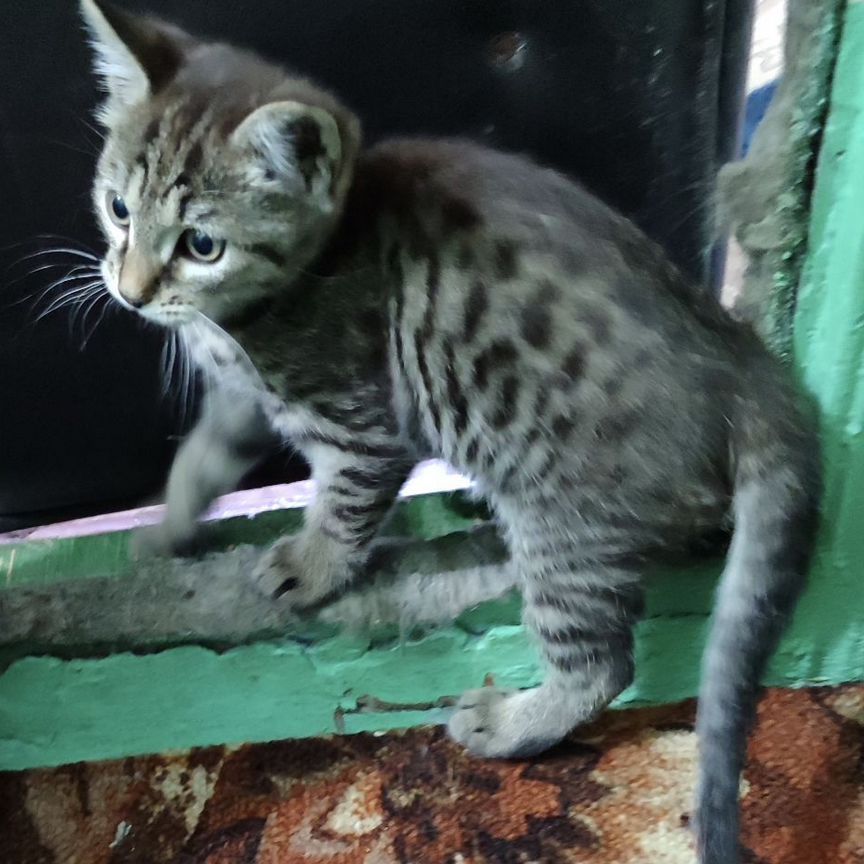 Котенок мальчик 2 месяца