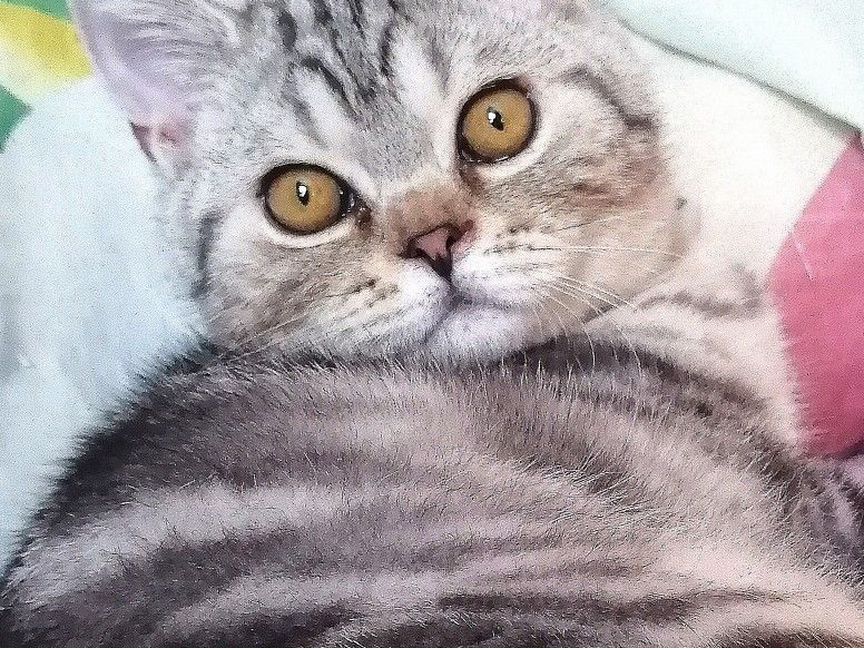 Очень красивый шотландский котенок, скоттиш страйт