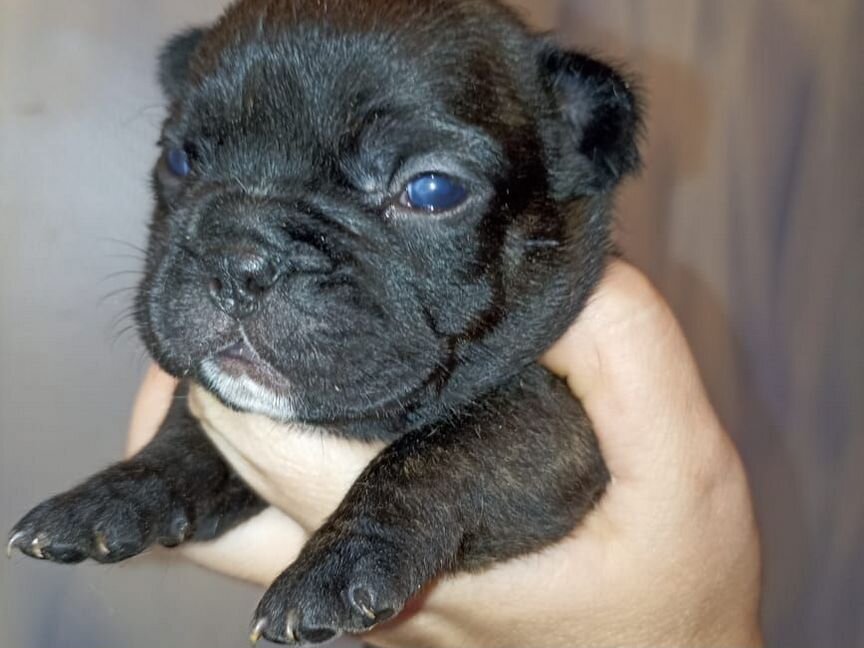 Французский бульдог чёрный подпал