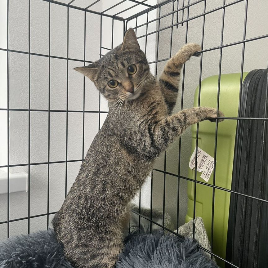 Застенчивый котенок девочка