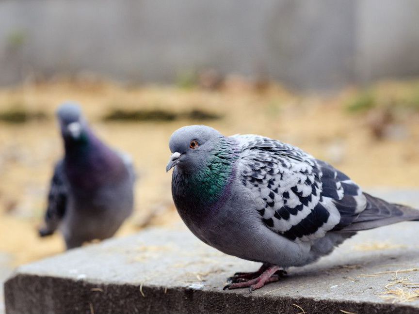 Поймаю голубя