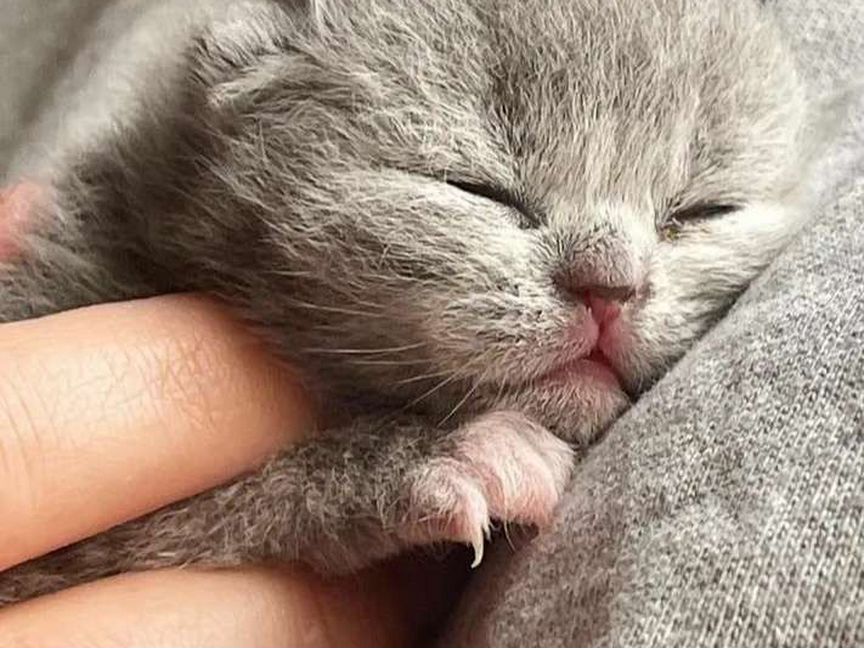 Котята шотландские, голубой котенок