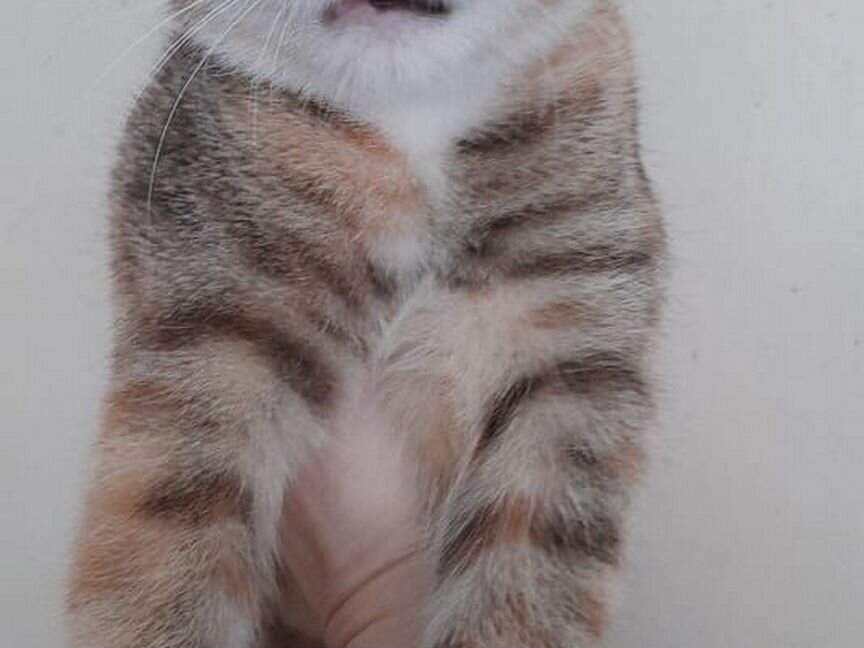 Кошечка красавица Лапочка с необычным окрасом 6мес