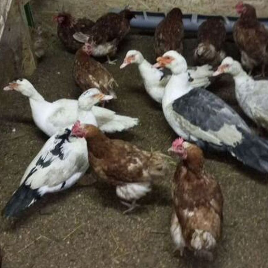 Яйцо мускусной утки