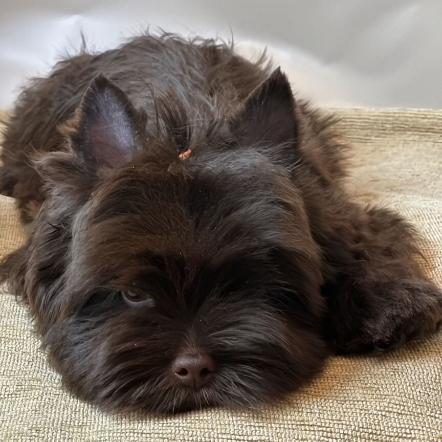 Йоркширский терьер, щенок