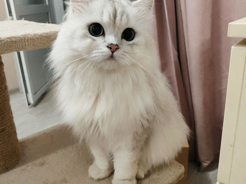 Шотландский кот на вязку