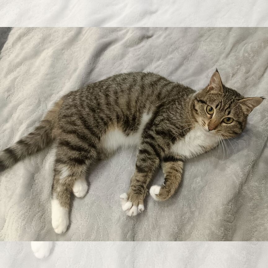 Взрослый кот в добрые руки