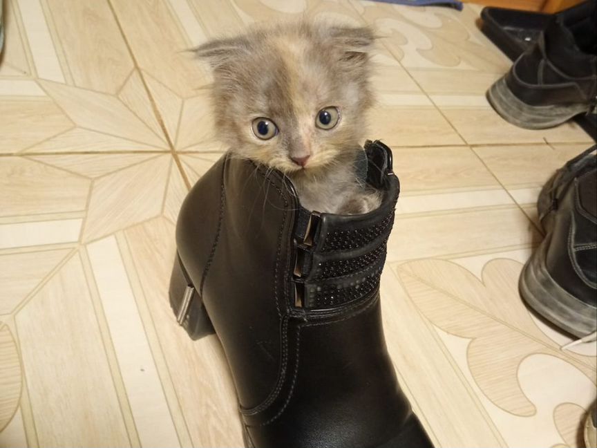 Кошечка