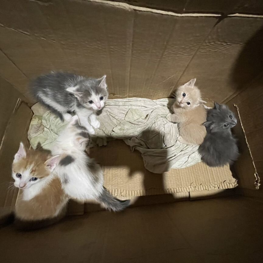 Котёнок в добрые руки