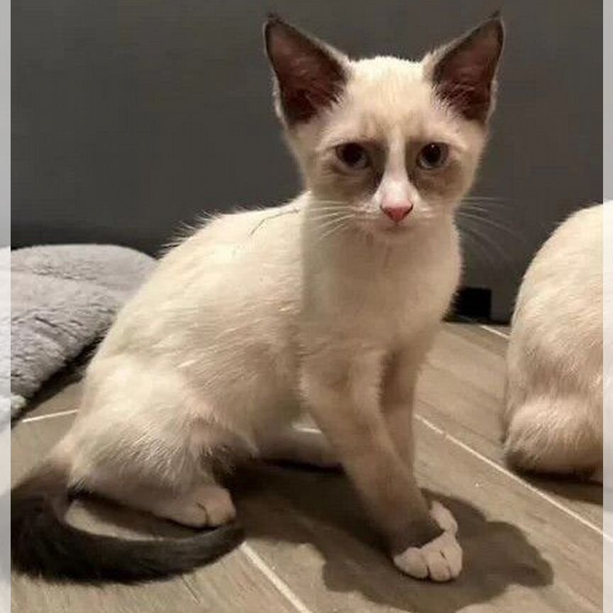 Тайский котёнок