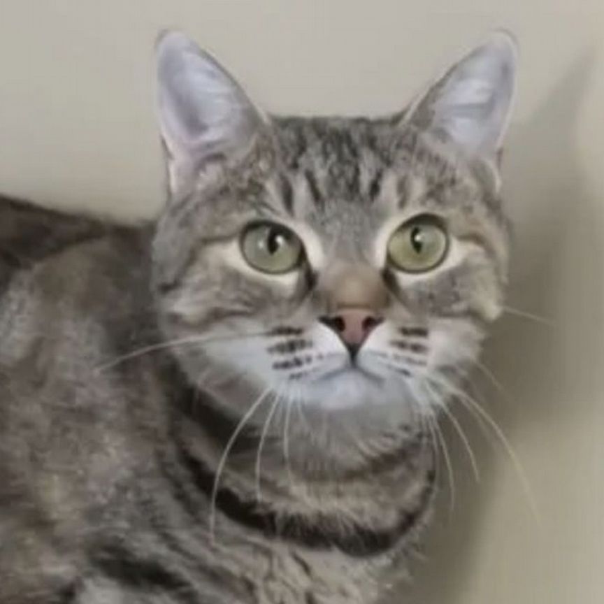 Взрослая, Девочка кошка в добрые руки