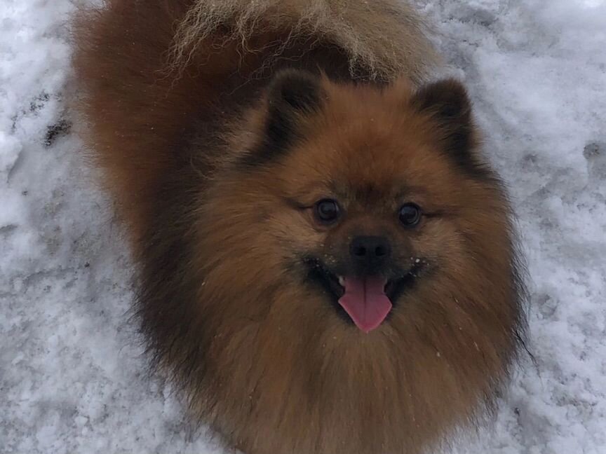 Померанский шпиц вязка кобель