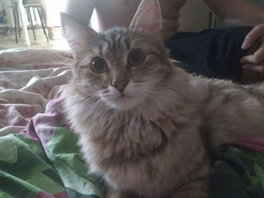 Сибирская кошка