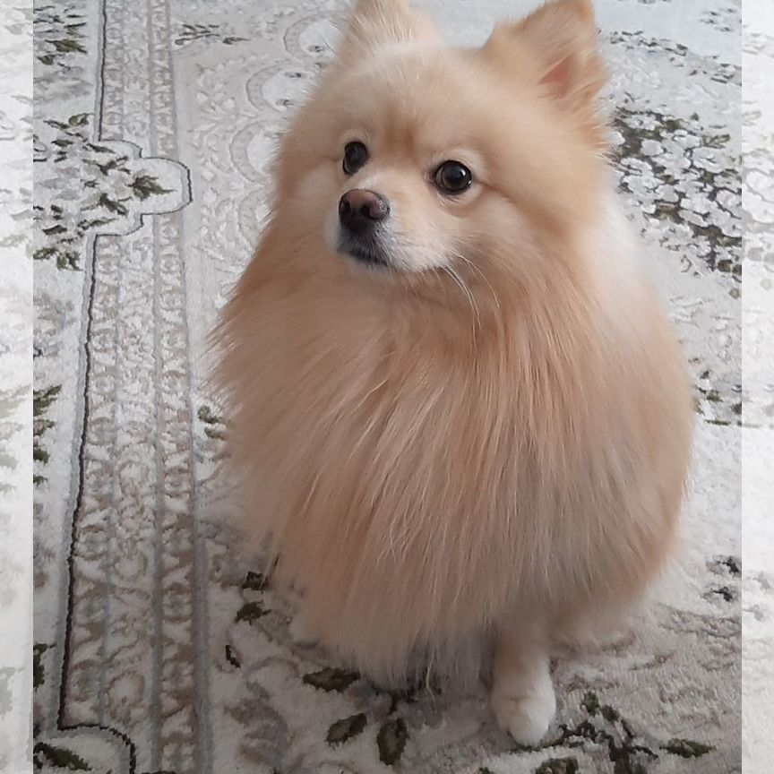 Немецкий шпиц, взрослый пёс