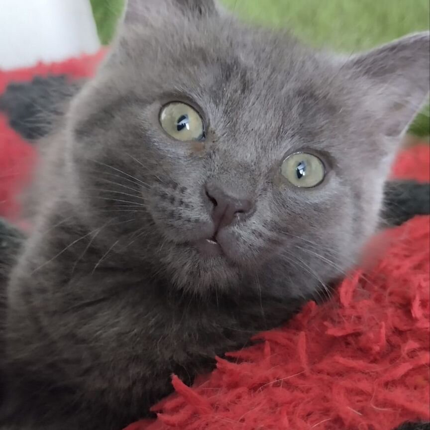 Котенок Фефочка 2 месяца