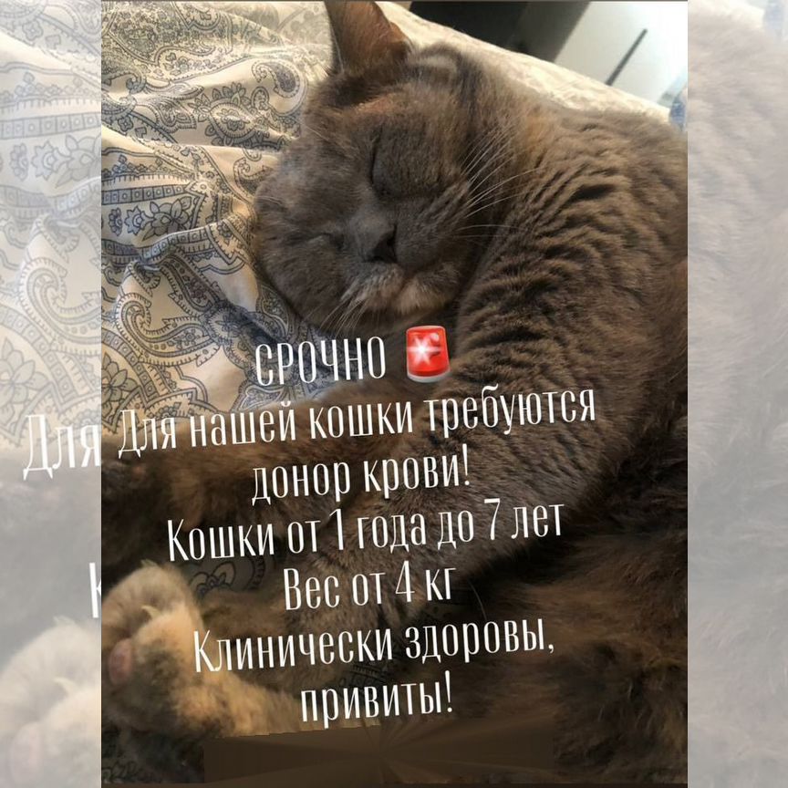Британская длинношёрстная, взрослая кошка