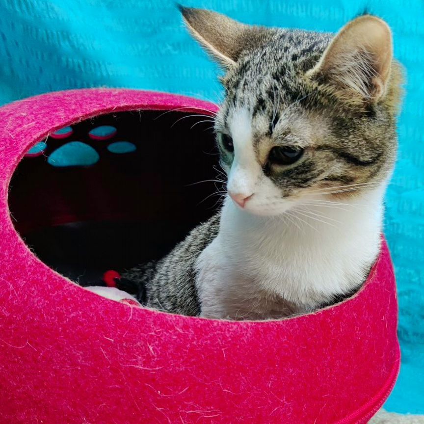 Котенок девочка в добрые руки