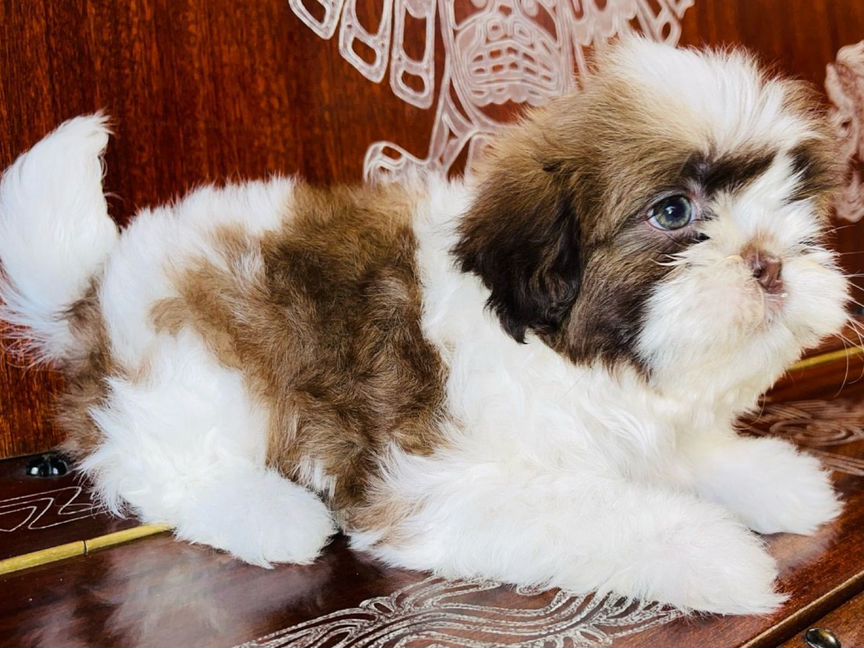 Эксклюзивная махонькая девочка