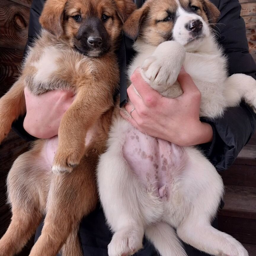 Щенок в добрые руки