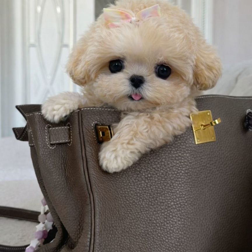 Мальтипу, щенок