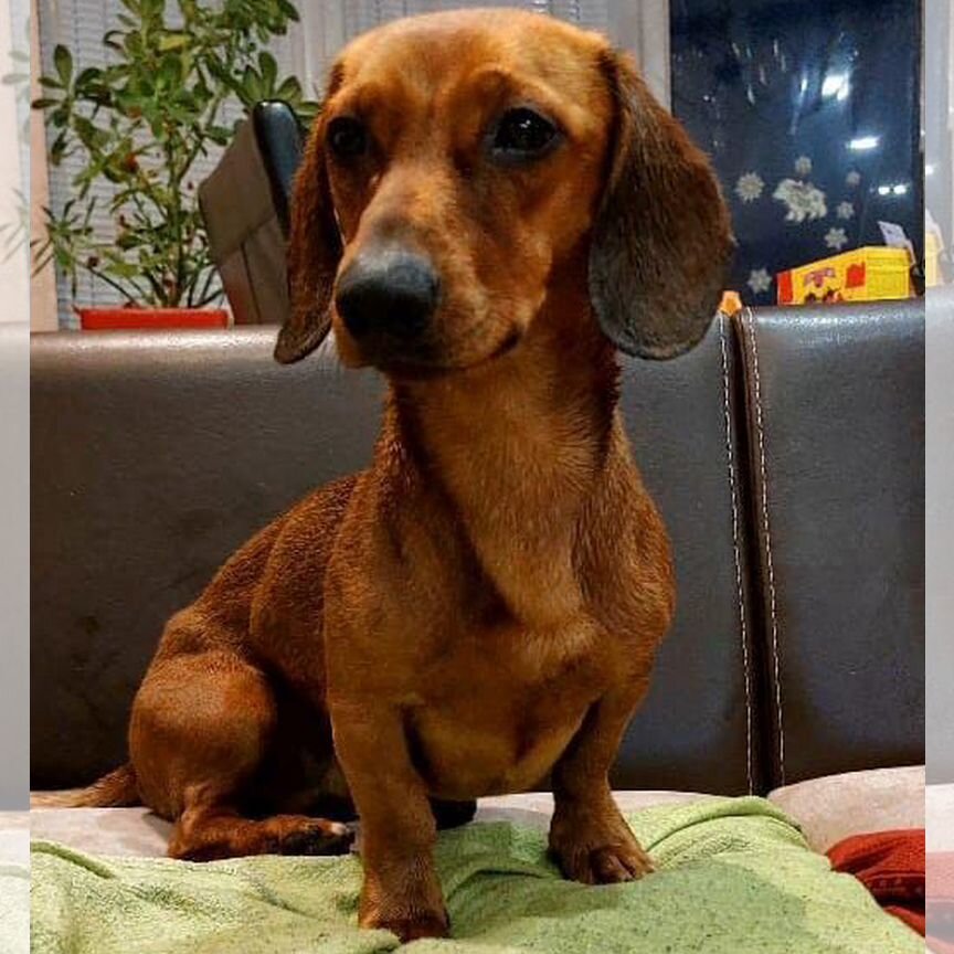 Взрослая собака в добрые руки