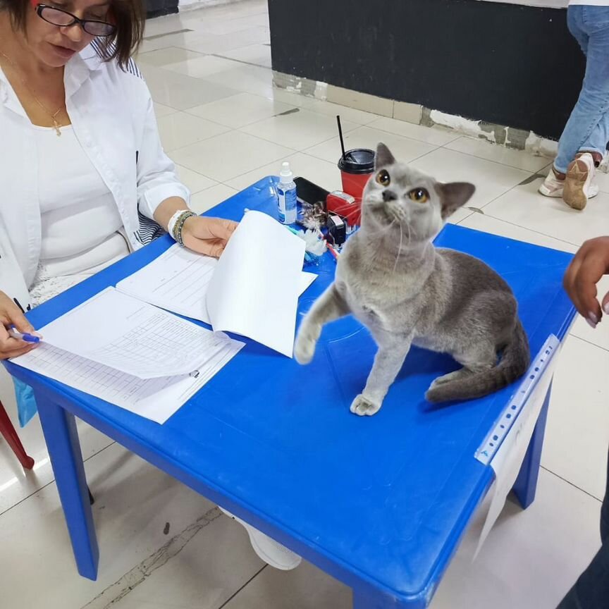 Продам котят