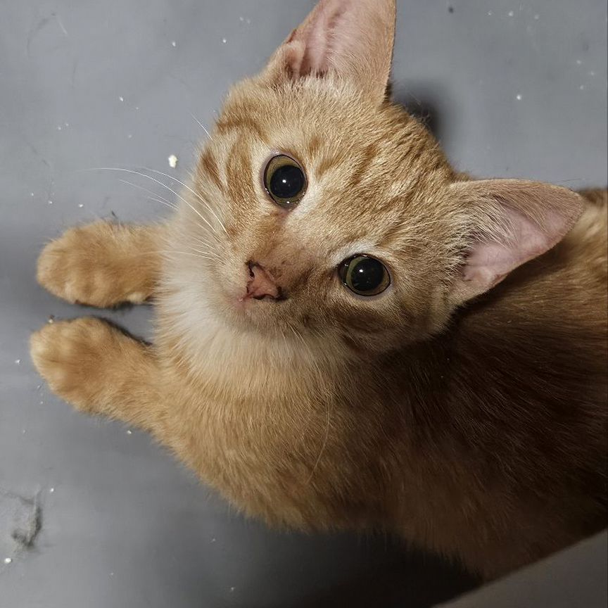 Рыжий котенок в поисках дома