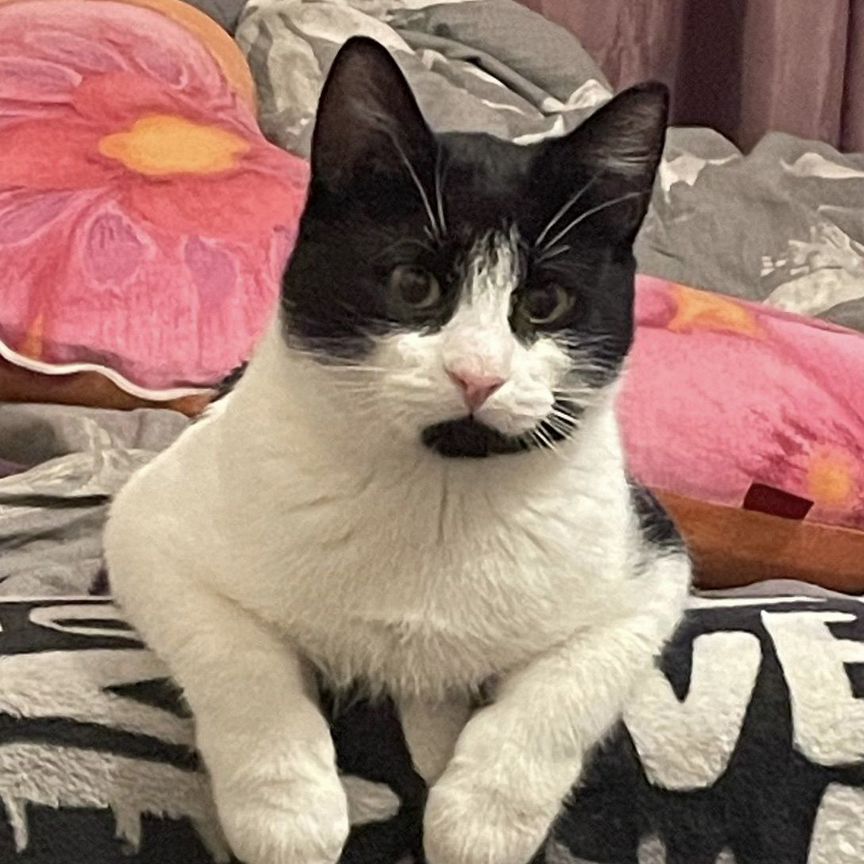 Чудо котик в добрые руки