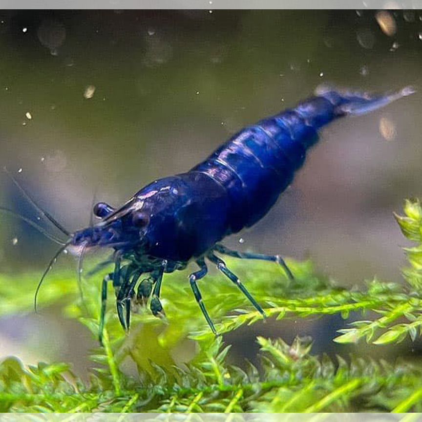 Креветки Blue dream (голубая мечта)