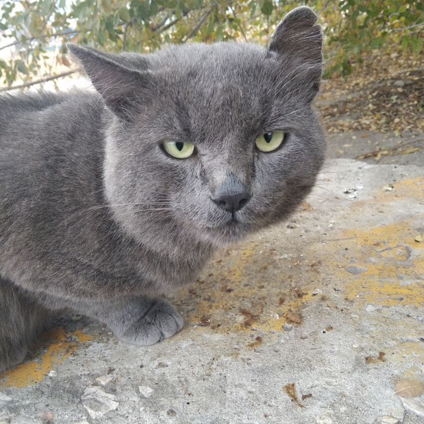Кот Серега