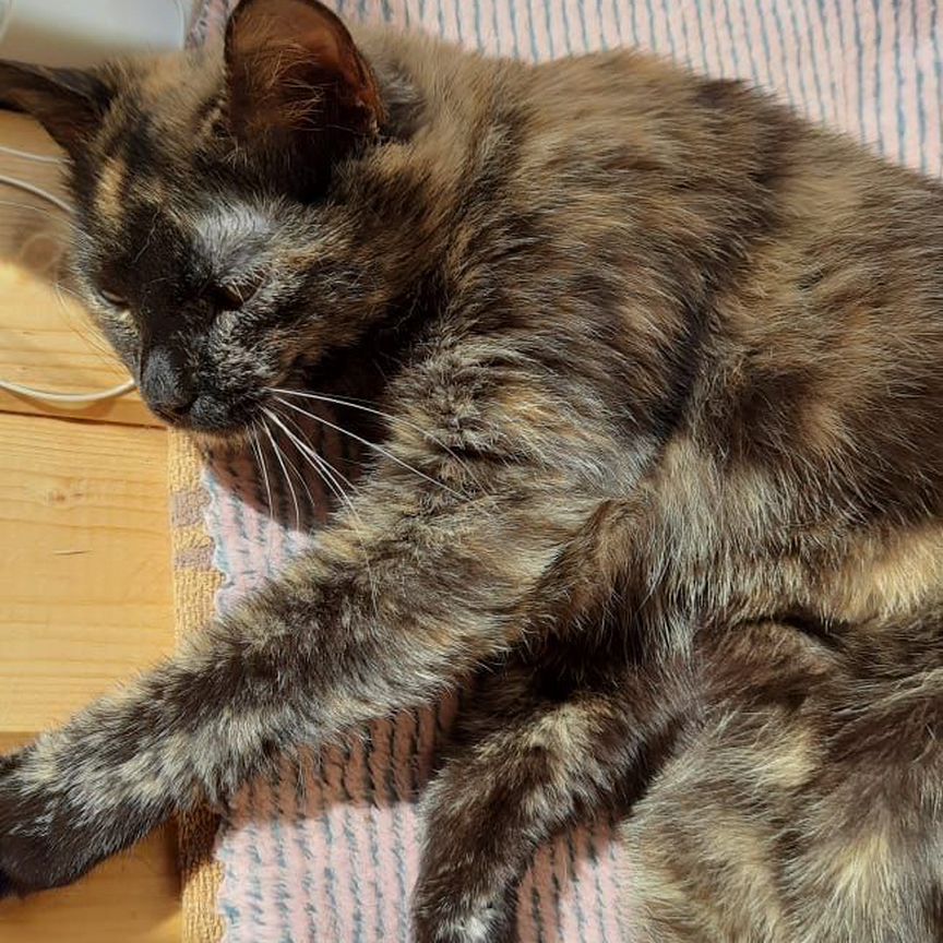 Котенок подросток