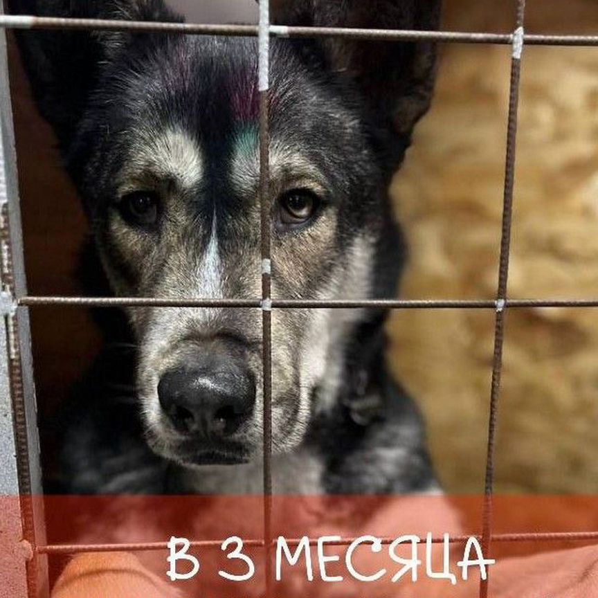 Взрослый пёс в добрые руки