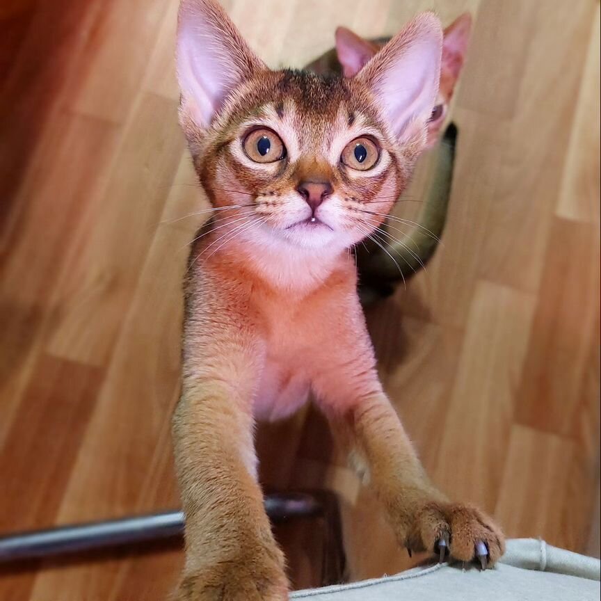 Абиссинская кошечка