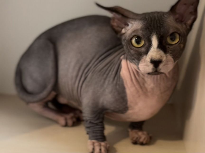 Бамбино - коротклапые сфинксы