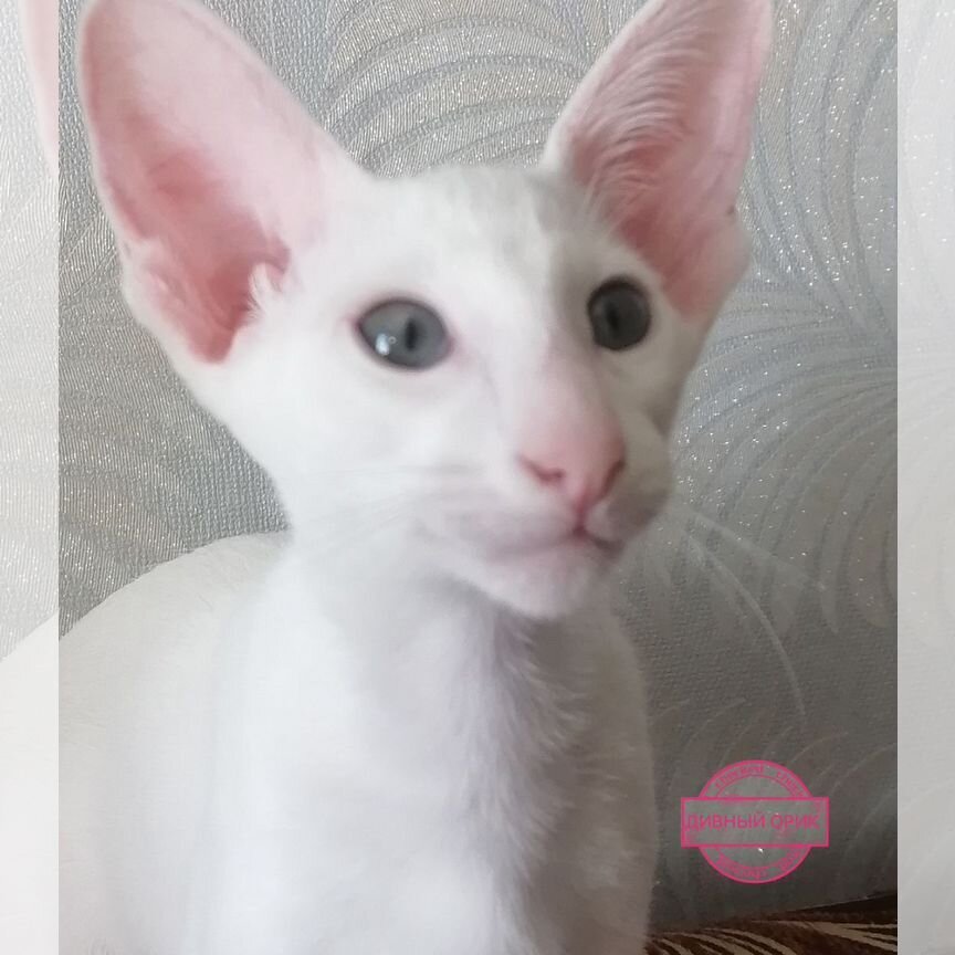 Ориентальный котёнок
