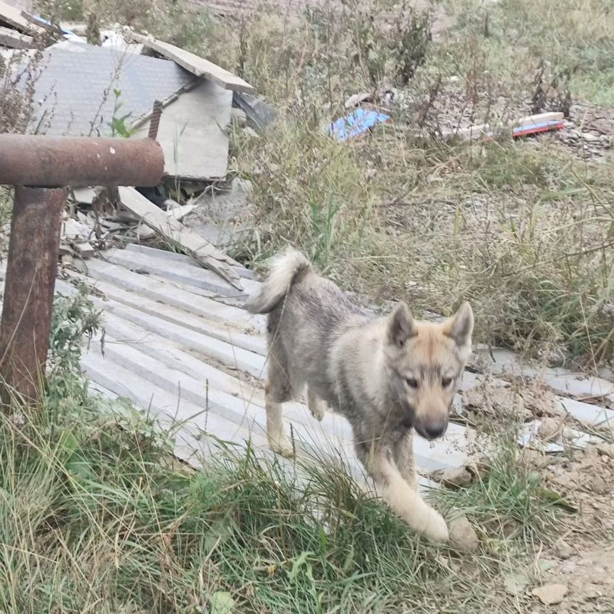 Щенок в добрые руки