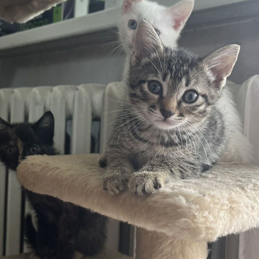 Котята в добрые руки
