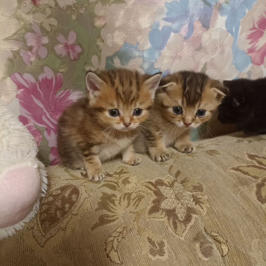 Шотландские котята